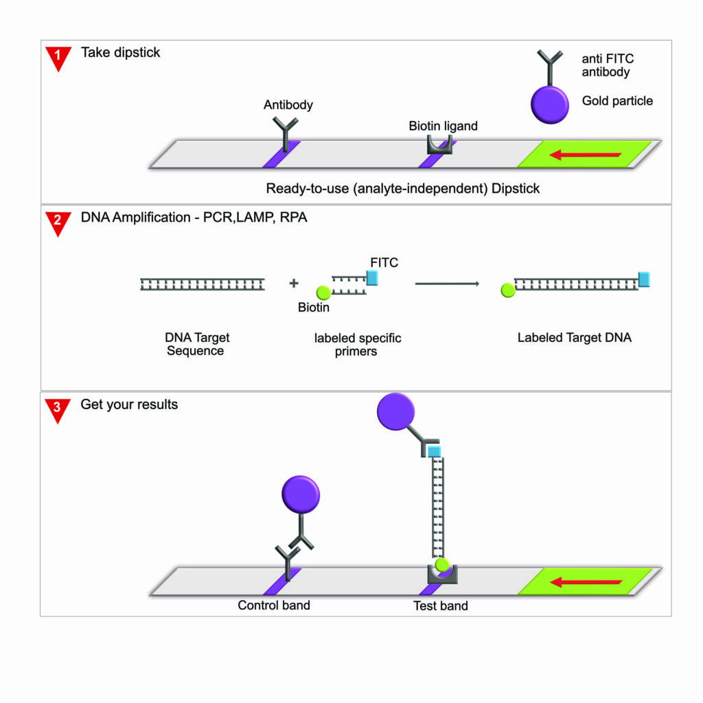 HybriDetect - Universal Lateral Flow Test Strips » Milenia Biotec