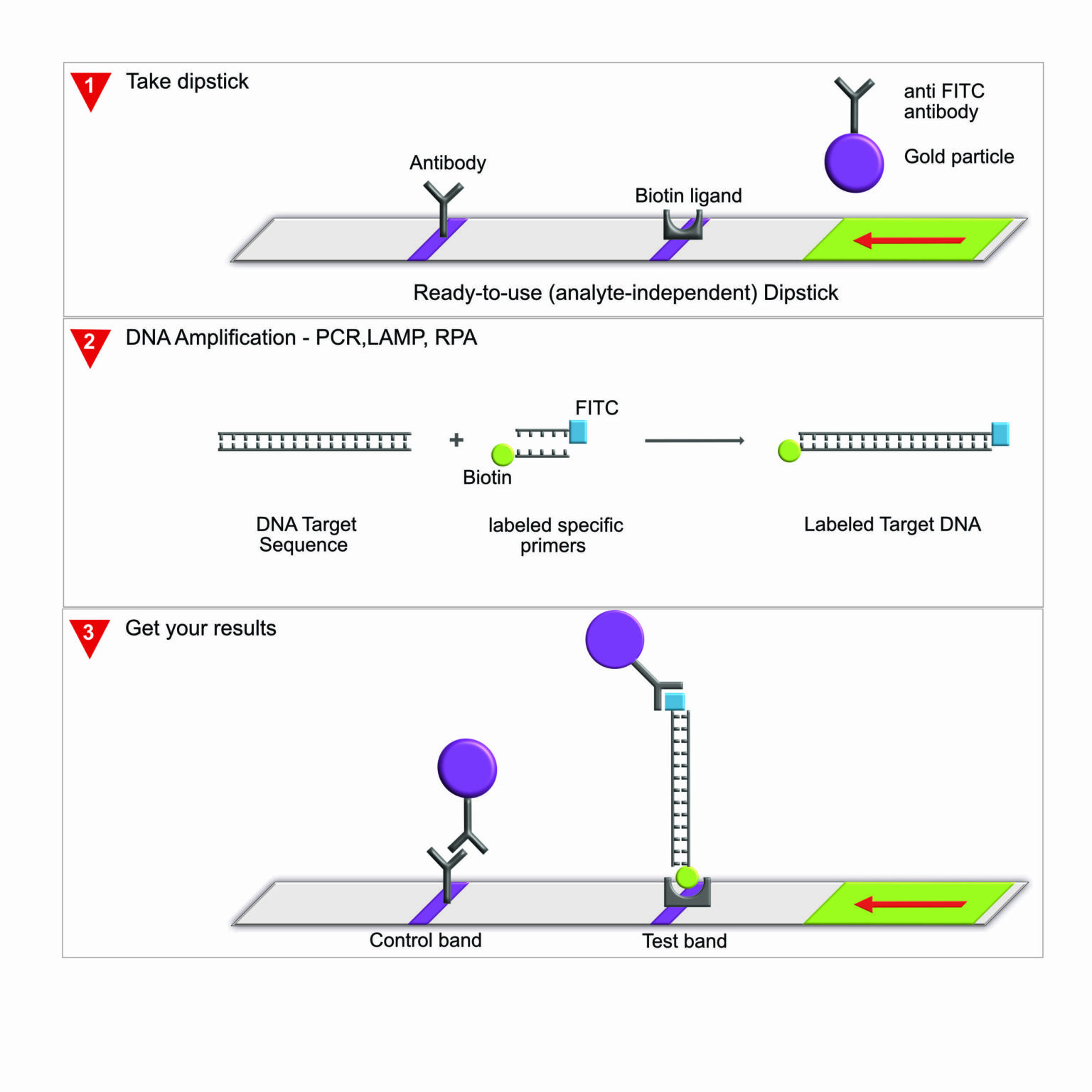 HybriDetect - Universal Lateral Flow Test Strips » Milenia Biotec
