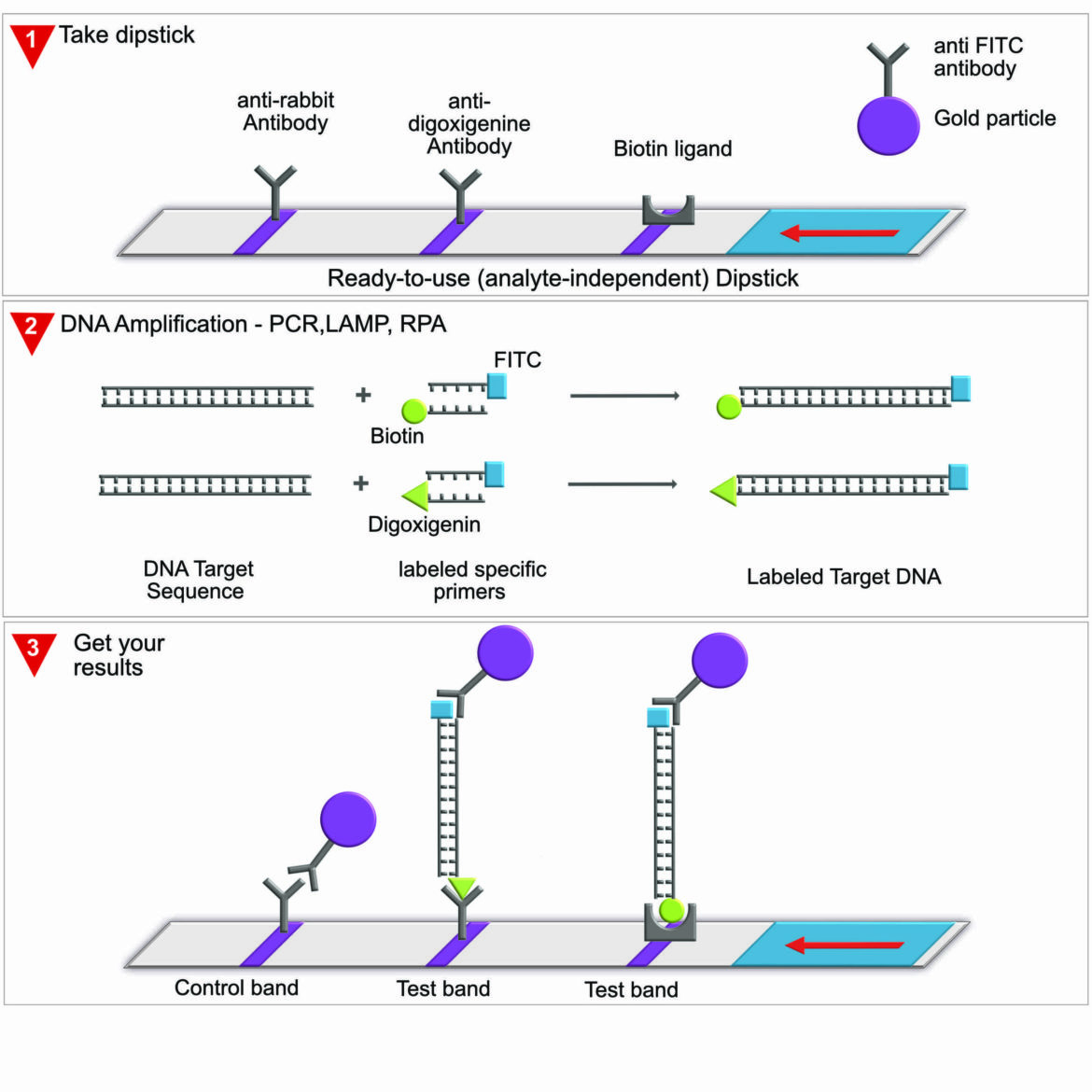 Milenia HybriDetect 2T - Buy Set here » Milenia Biotec GmbH