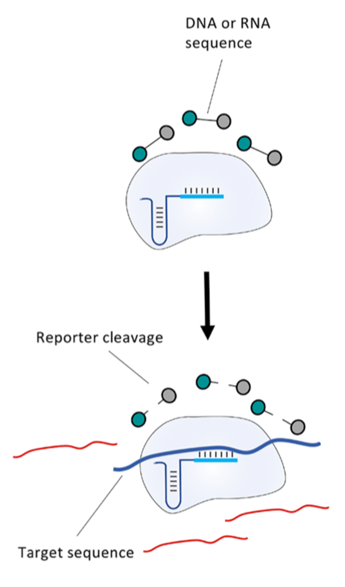 Diagnostic CRISPR Tools and Techniques » Milenia Biotec GmbH