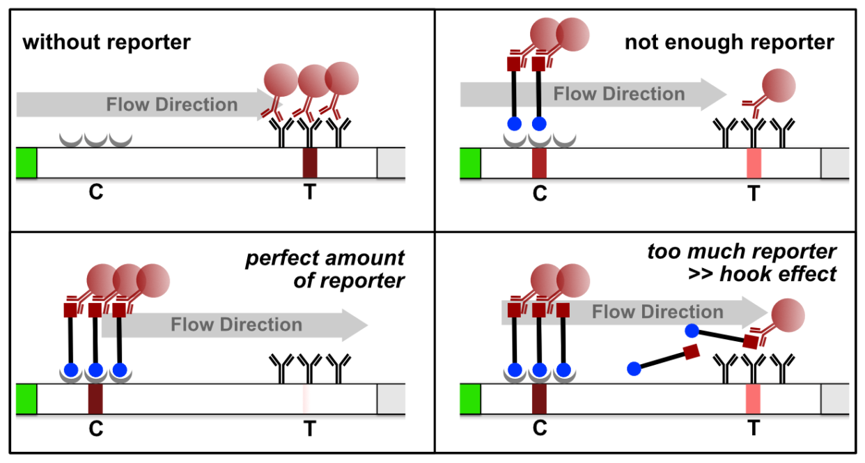 Lateral Flow Readout » CRISPR/Cas-based detection strategies