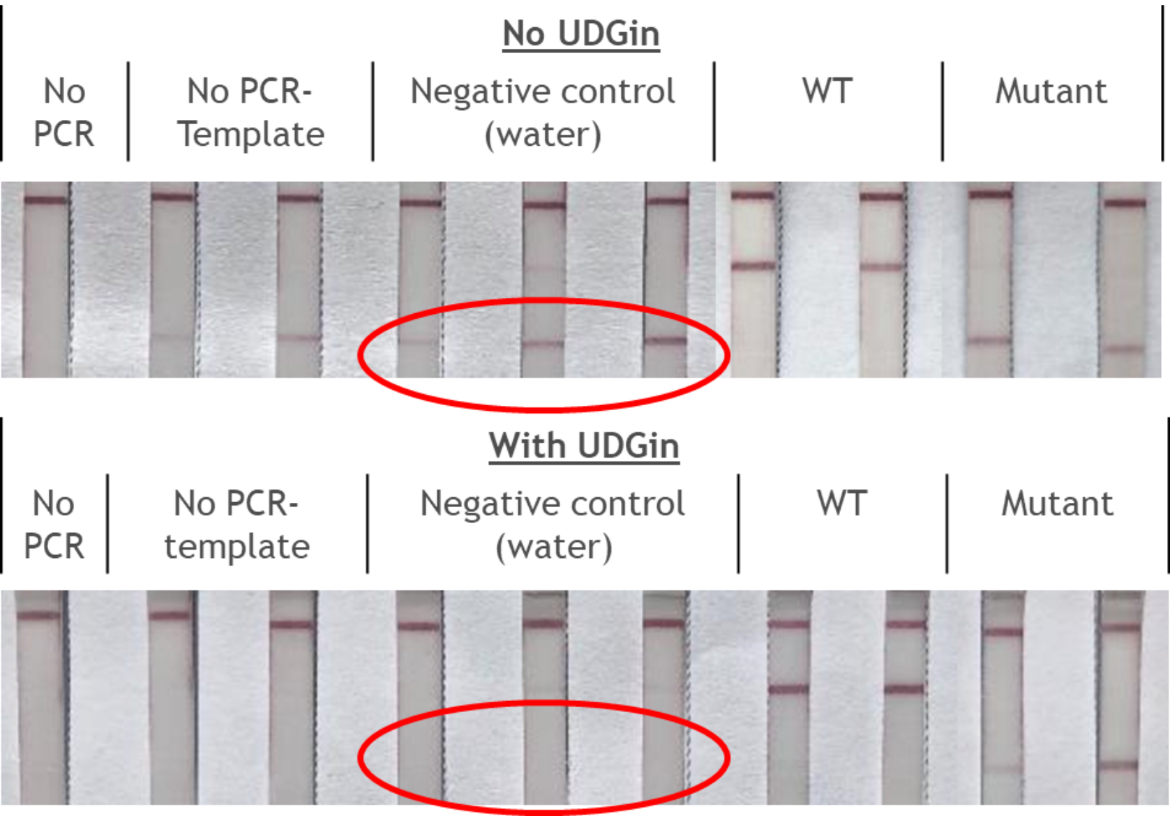 How to Overcome Contamination in Amplification Assays » Check