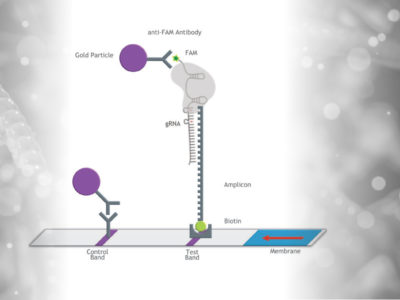 CRISPR-Cas & Lateral Flow