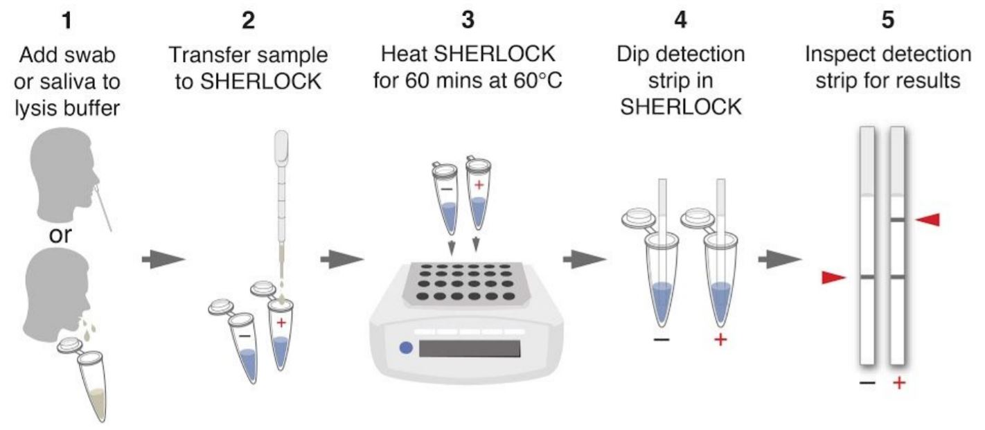 COVID-19 rapid test using CRISPR & HybriDetect