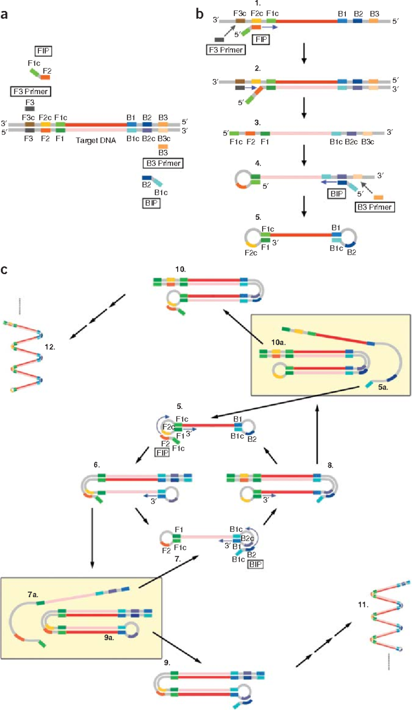 Loop mediated isothermal Amplification and Lateral Flow Tips and Tricks ...