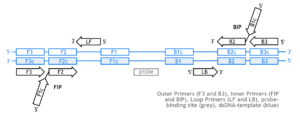 Loop Mediated Isothermal Amplification (LAMP) - Lateral Flow