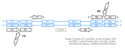 Loop Mediated Isothermal Amplification (LAMP) - Lateral Flow