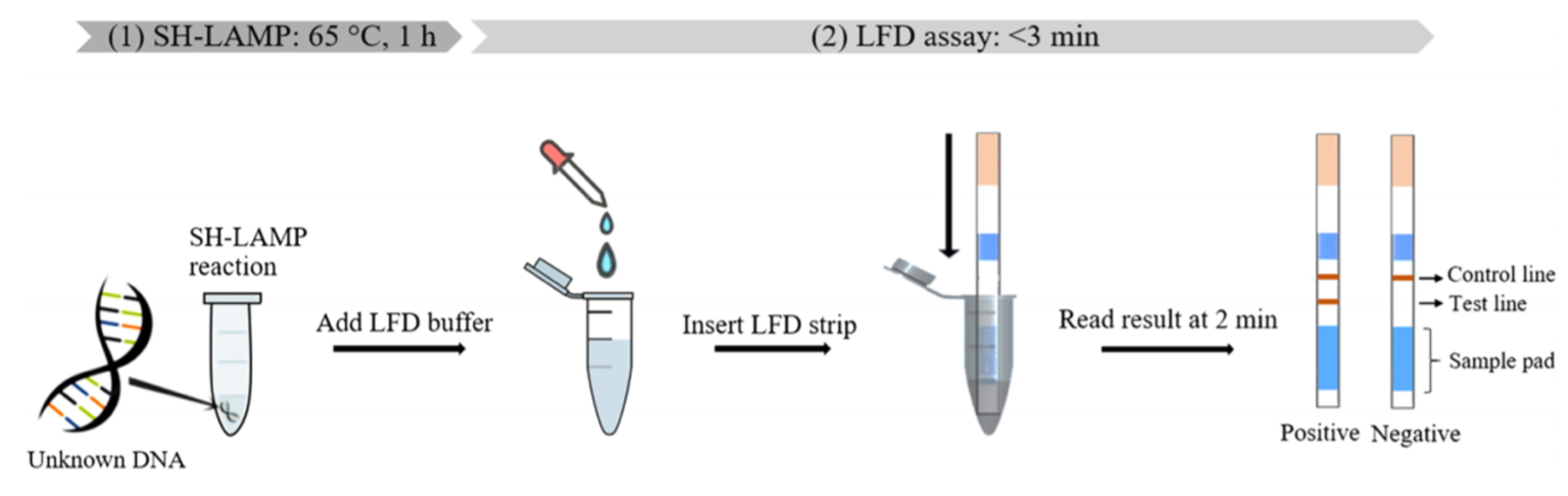 Loop Mediated Isothermal Amplification (LAMP) - Lateral Flow