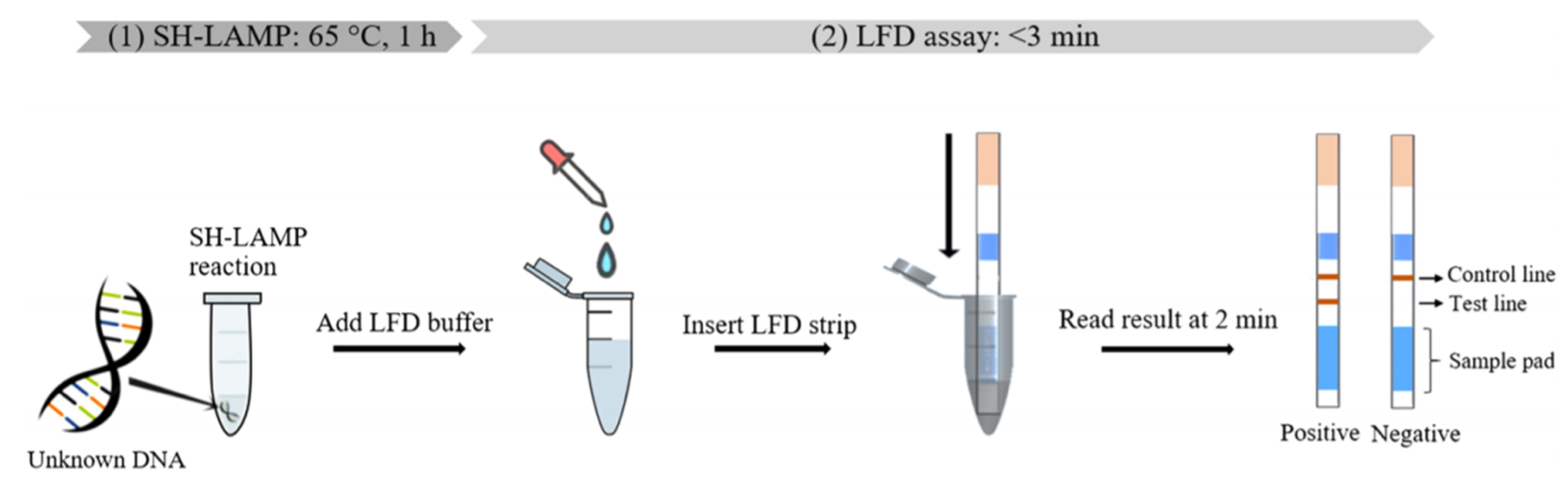 Loop Mediated Isothermal Amplification (LAMP) - Lateral Flow