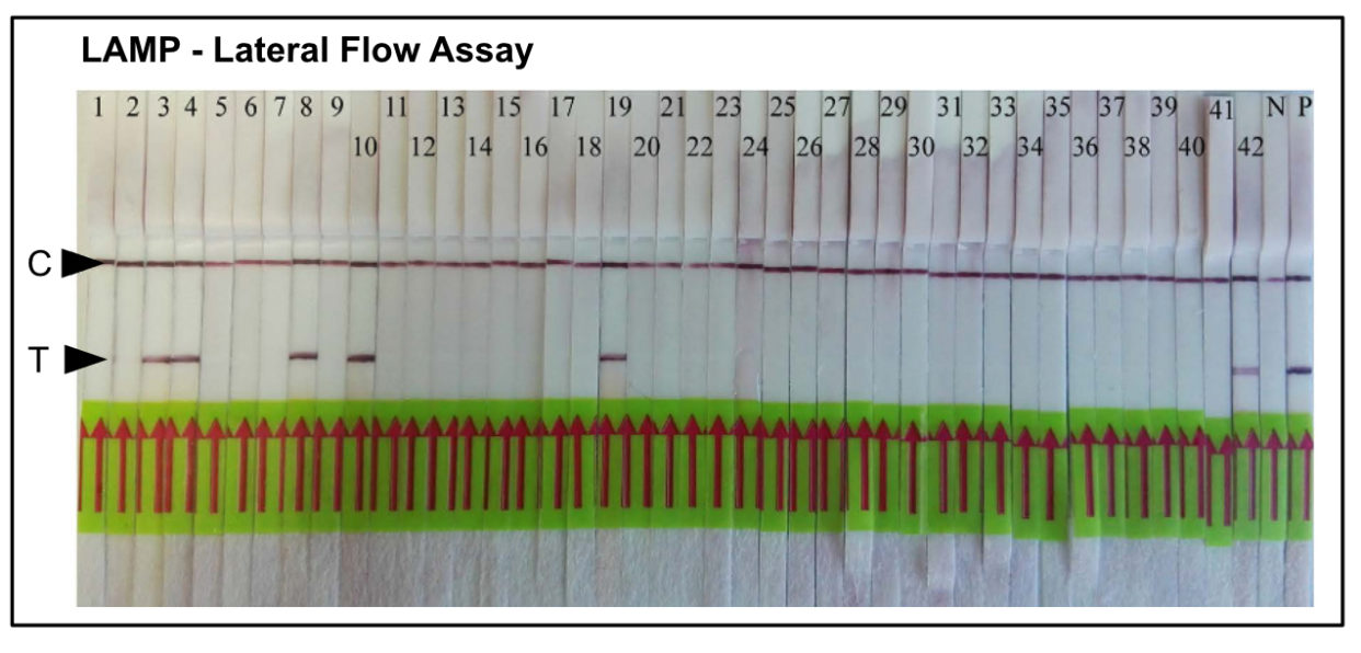 Lateral Flow-based Detection of Plant Pathogens