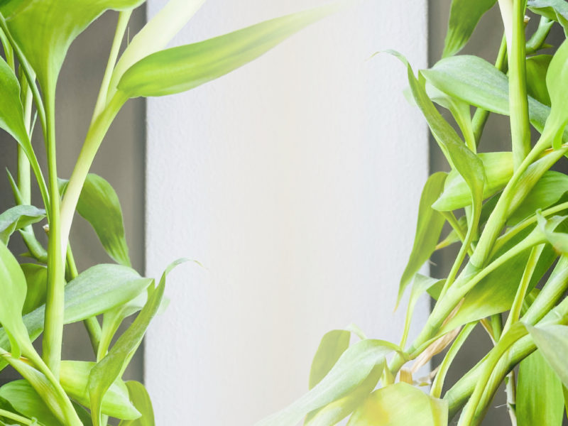 Loop Mediated Isothermal Amplification (LAMP) - Lateral Flow