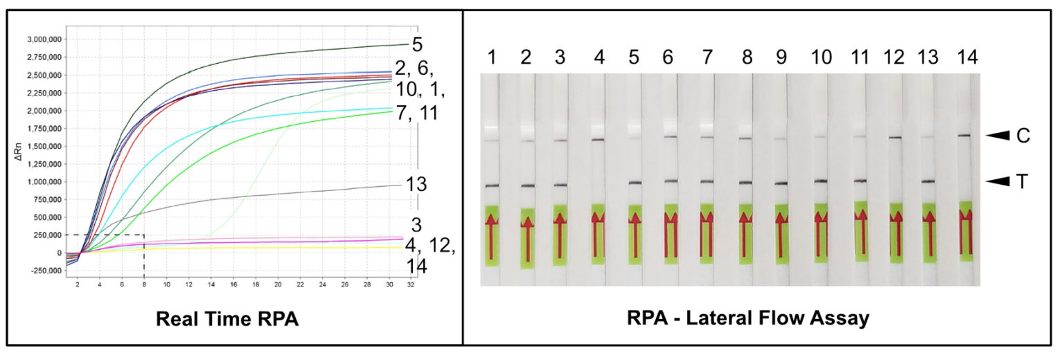 Lateral Flow-based Detection of Plant Pathogens