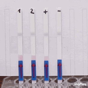 Milenia HybriDetect - Lateral Flow Development Platform