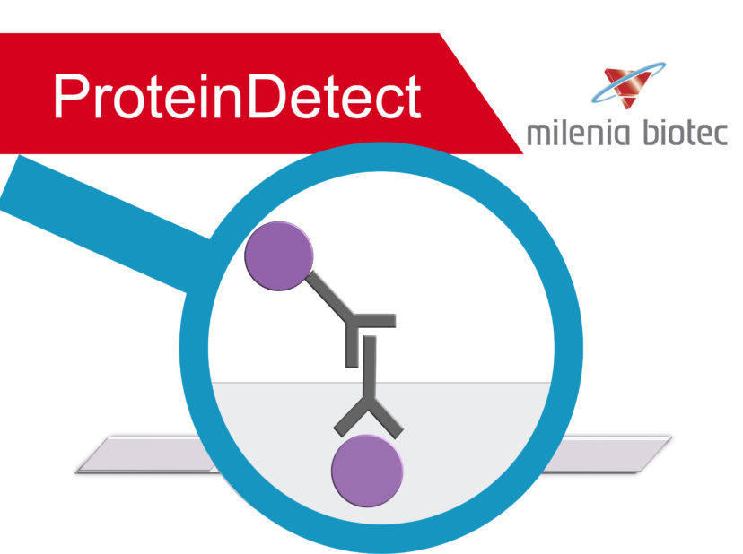 Protein and Antibody Purification: Detection via Rapid Test