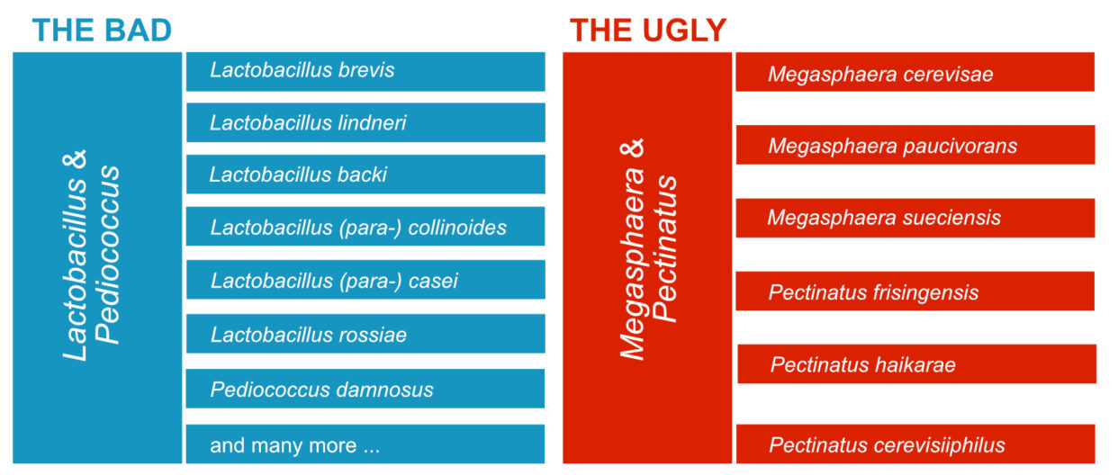 Rapid Detection of Beer Spoiling Bacteria - Milenia GenLine