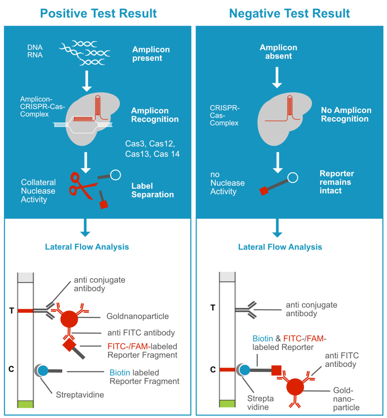 CRISPR-Cas & Lateral Flow