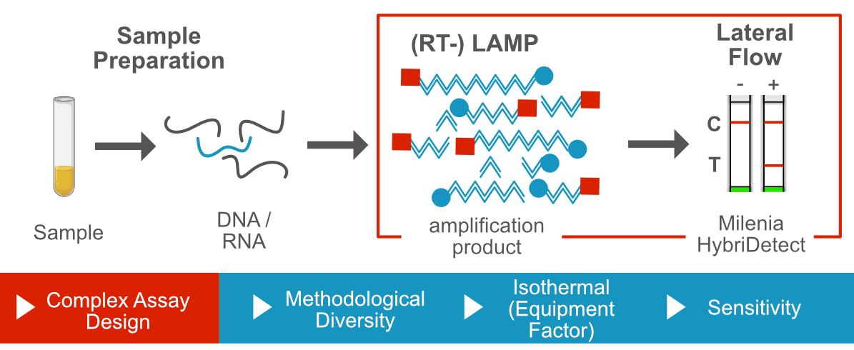Nucleic Acid Amplification and Lateral Flow - HybriDetect
