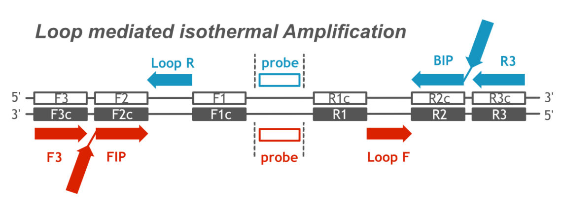 Loop mediated isothermal Amplification & Lateral Flow