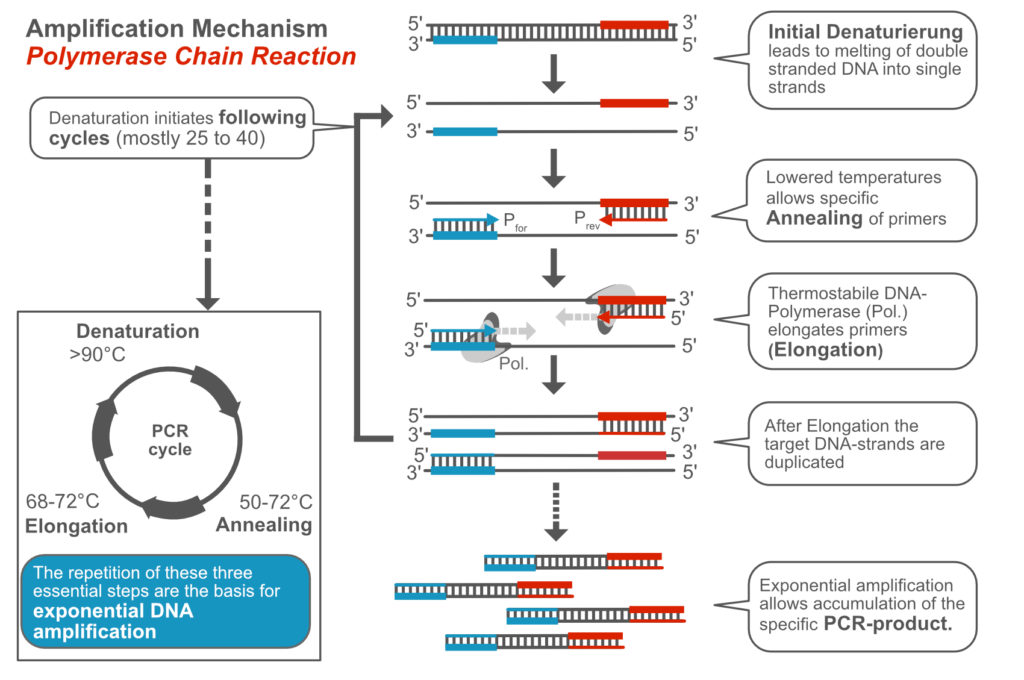 Polymerase Chain Reaction And Lateral Flow