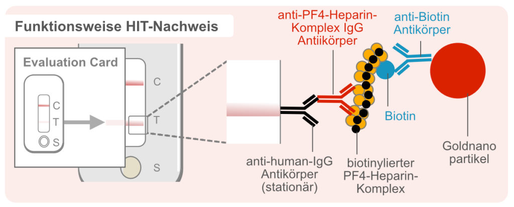 Ein einfacher HIT Schnelltest - Milenia QuickLine HIT