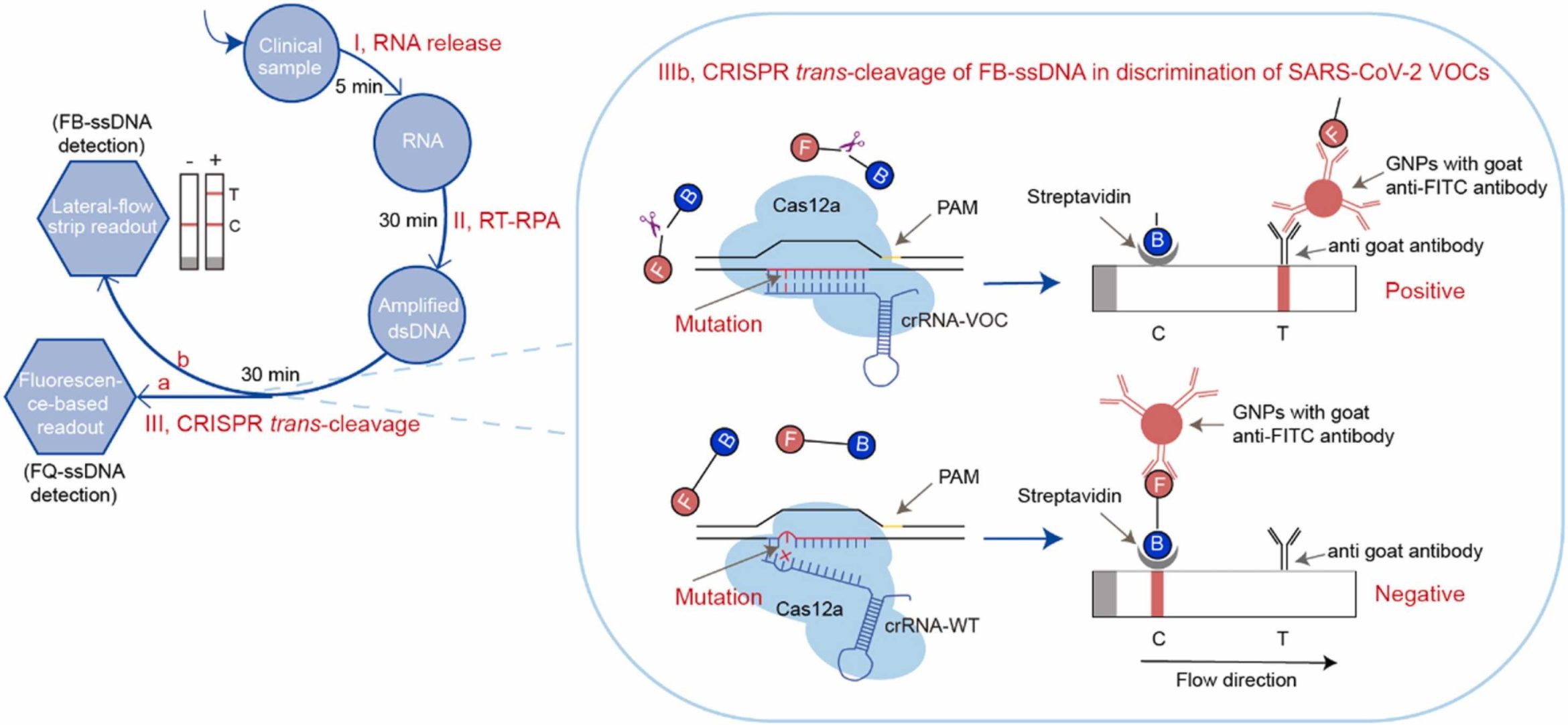 RT-RPA-Cas12a-based assay facilitates the discrimination of SARS-CoV-2 ...