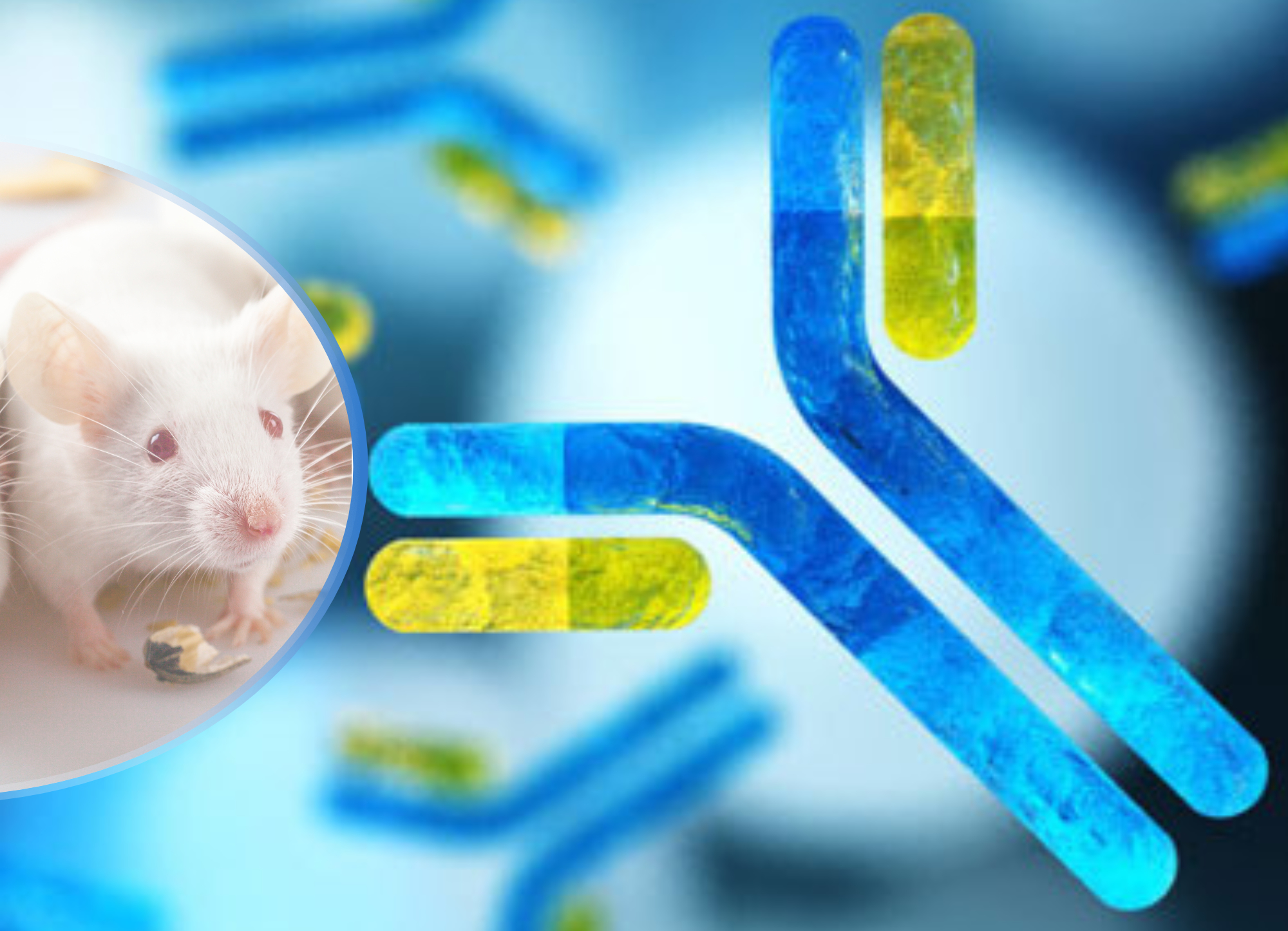 HAMA - Human Anti Mouse Antibodies Detection Kit - Milenia Biotec