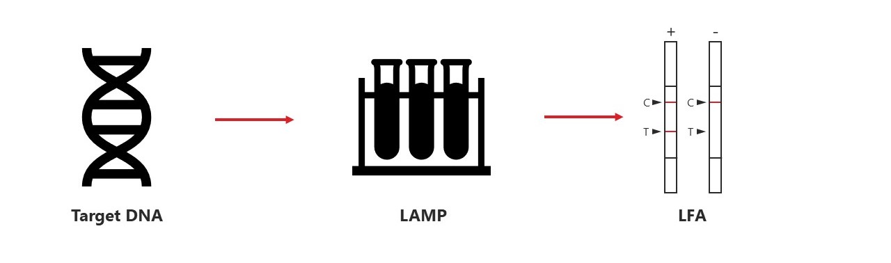 HybriDetect LAMP Kits - Molecular Biology Detection Systems from a ...